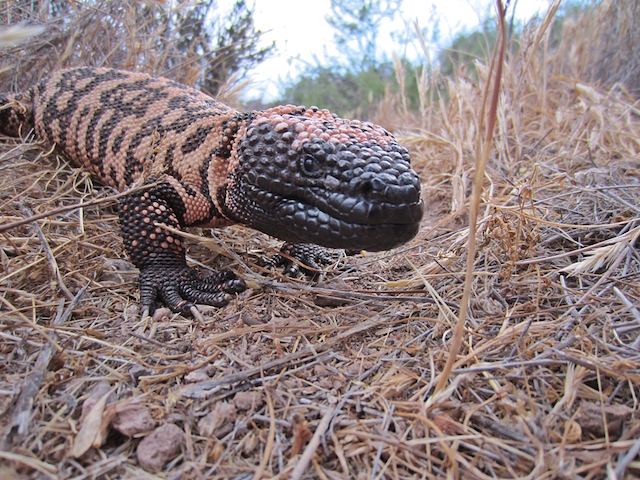 The Gila Monster